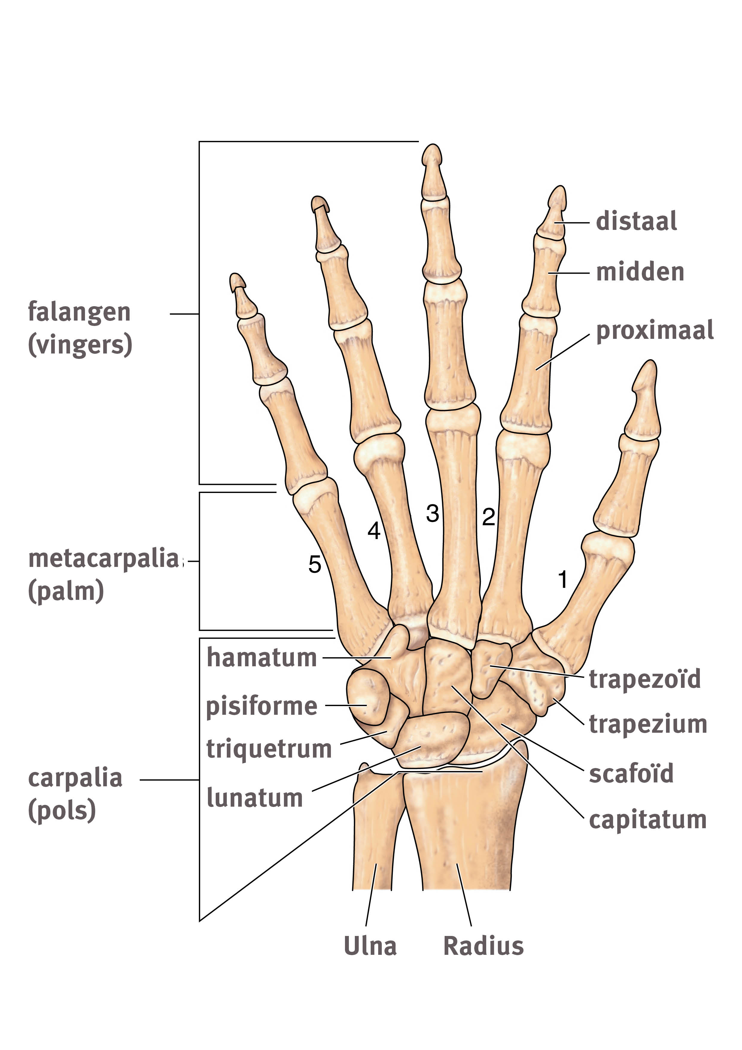 Hand- en polsklachten | NHG-Richtlijnen