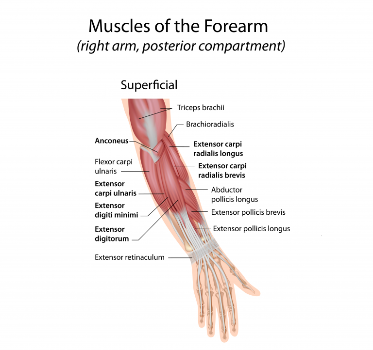 Hand- en polsklachten | NHG-Richtlijnen